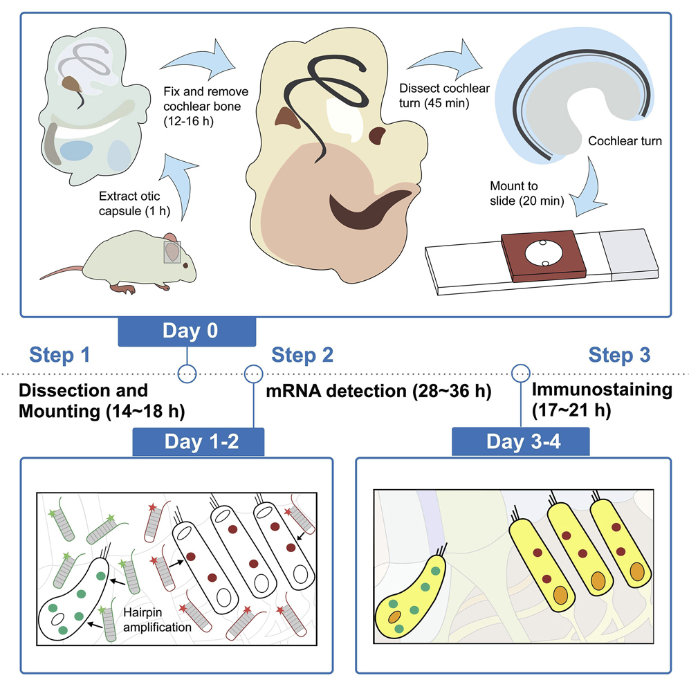 Cell Press: STAR Protocols