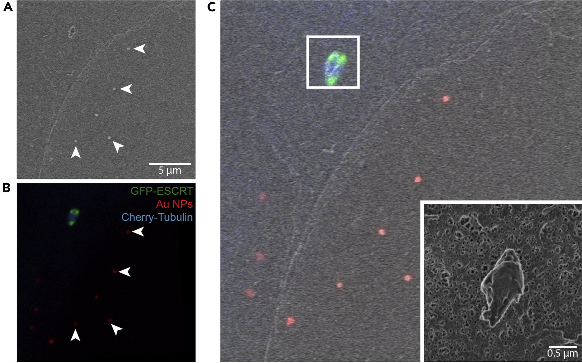 Cell Press: STAR Protocols