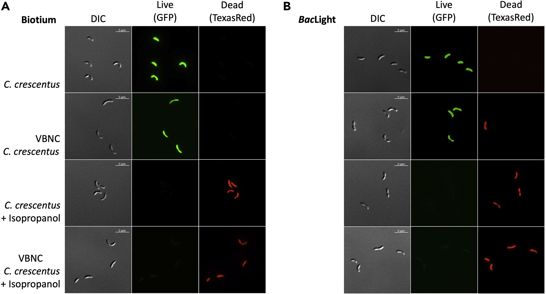Cell Press: STAR Protocols