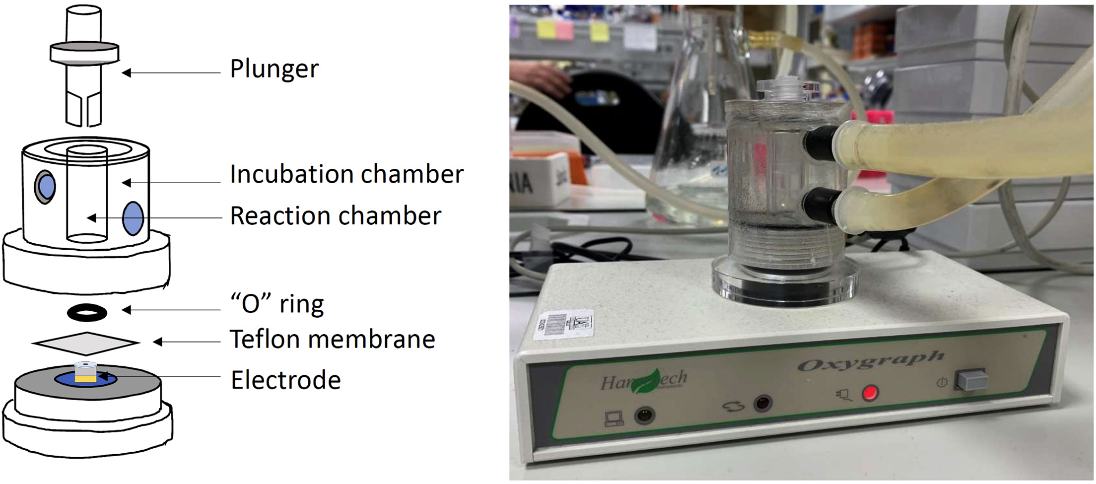 Cell Press: STAR Protocols