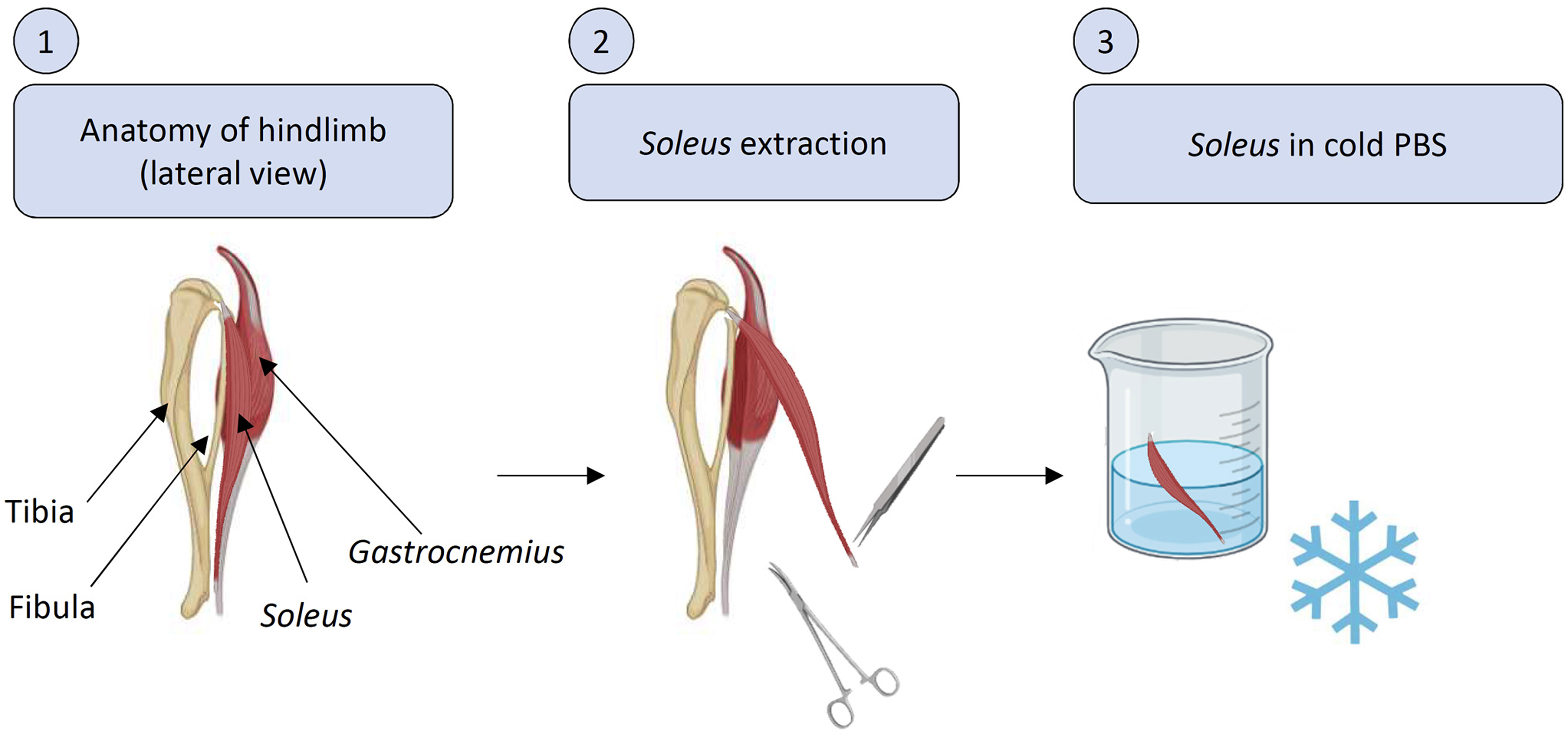 Cell Press: STAR Protocols