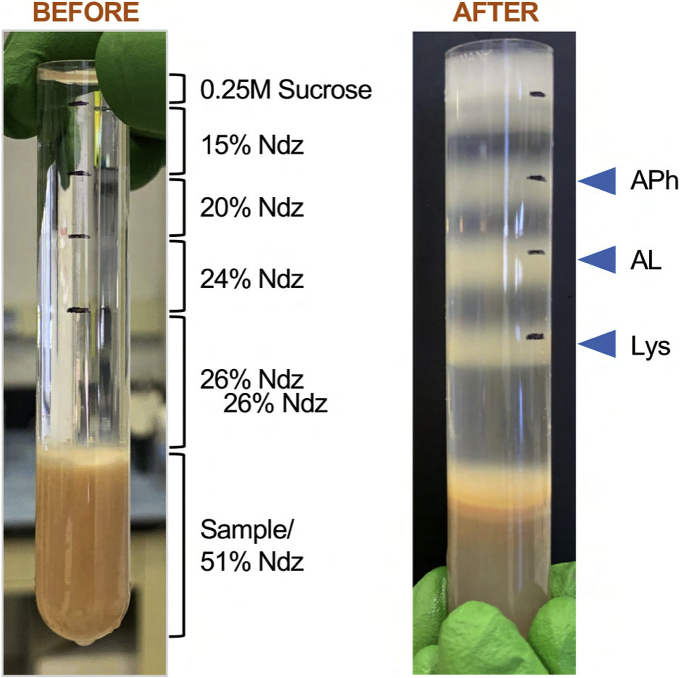 Cell Press: STAR Protocols