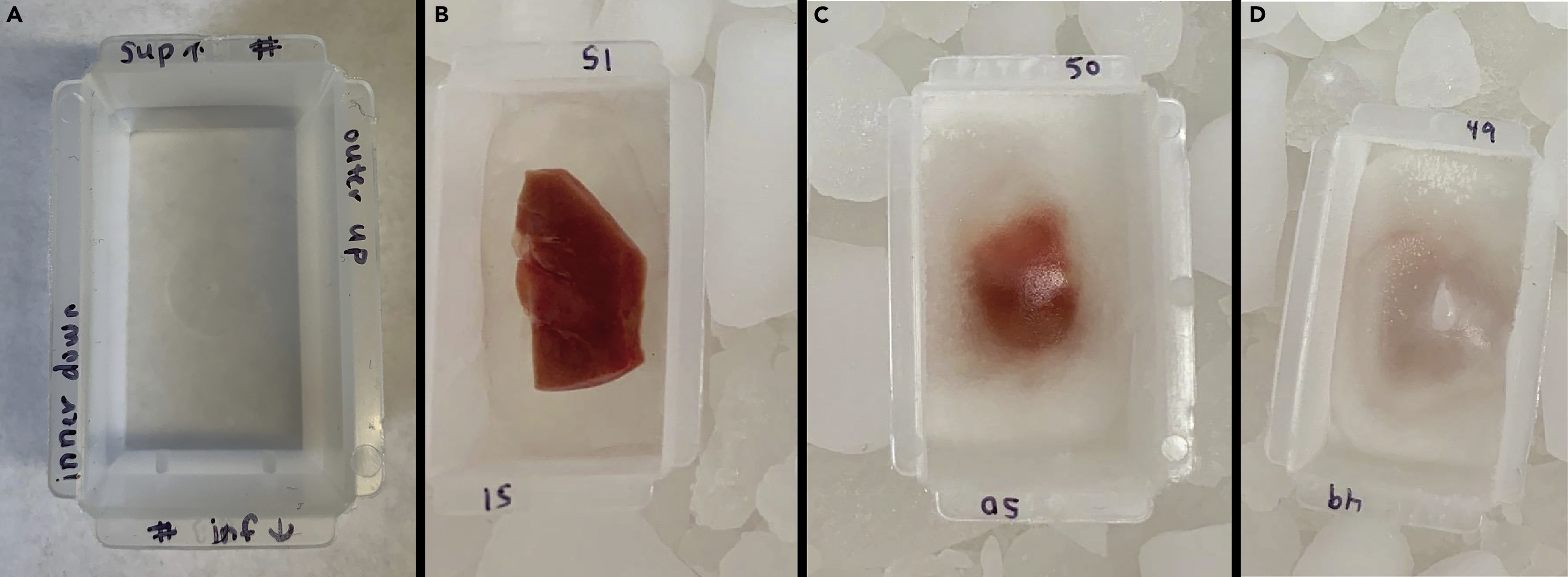 Cell Press: STAR Protocols