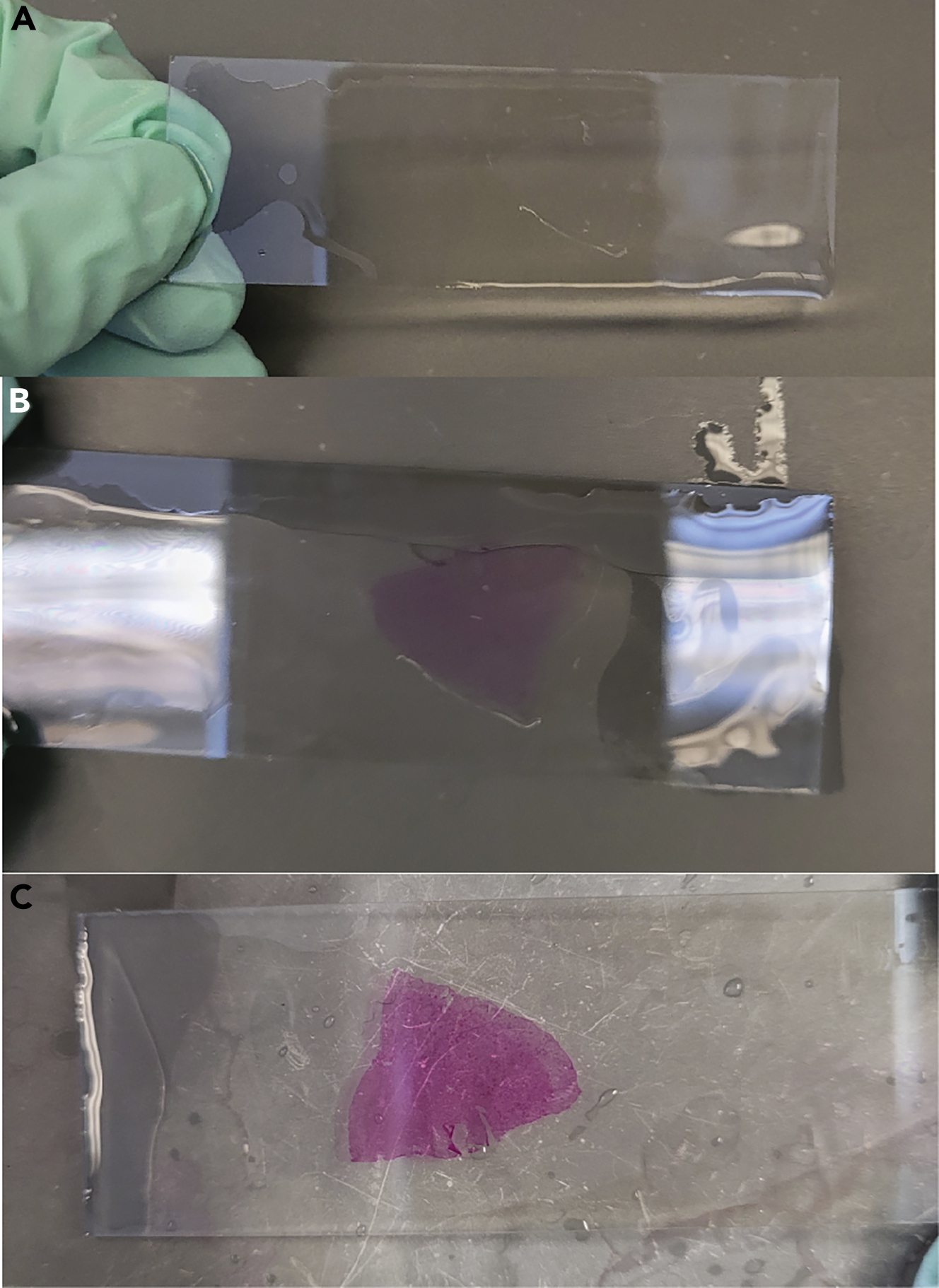 Cell Press: STAR Protocols