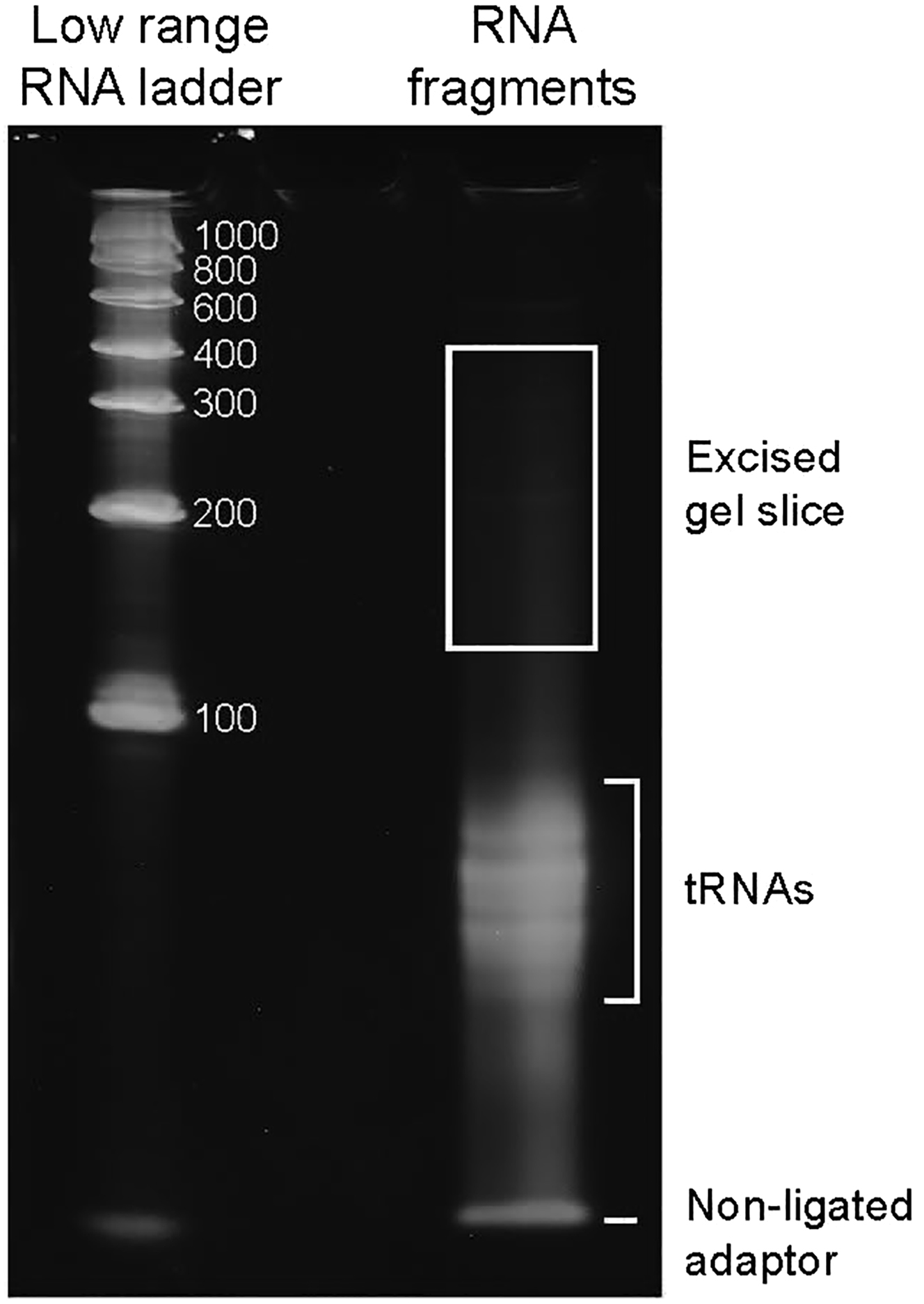 Cell Press: STAR Protocols