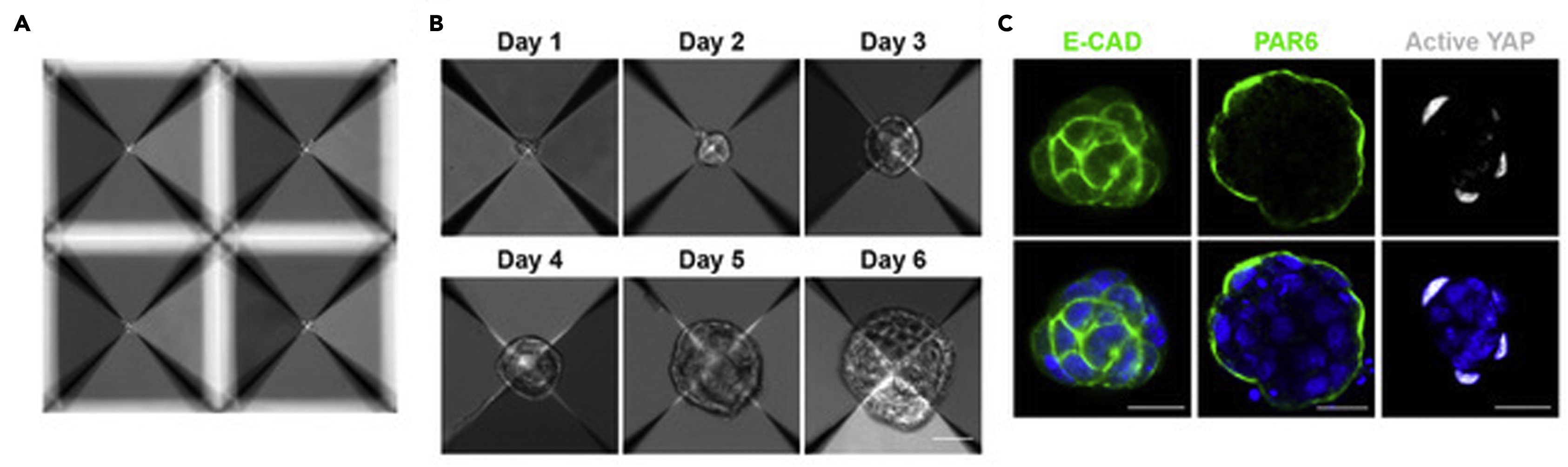Cell Press: STAR Protocols