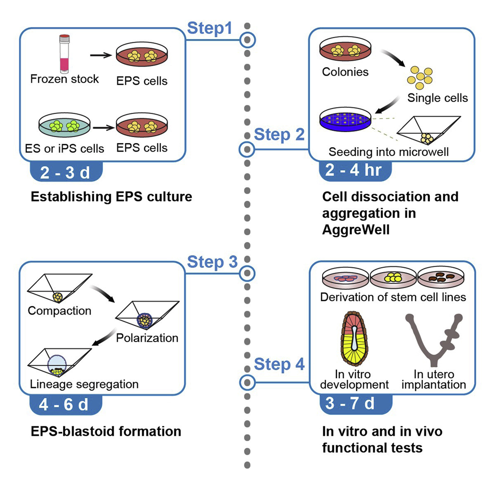Cell Press: STAR Protocols