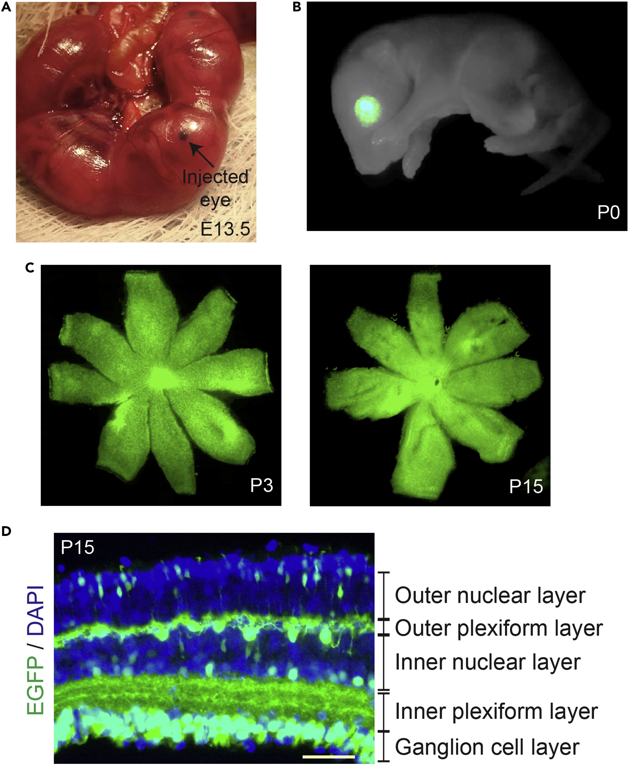 Cell Press: STAR Protocols