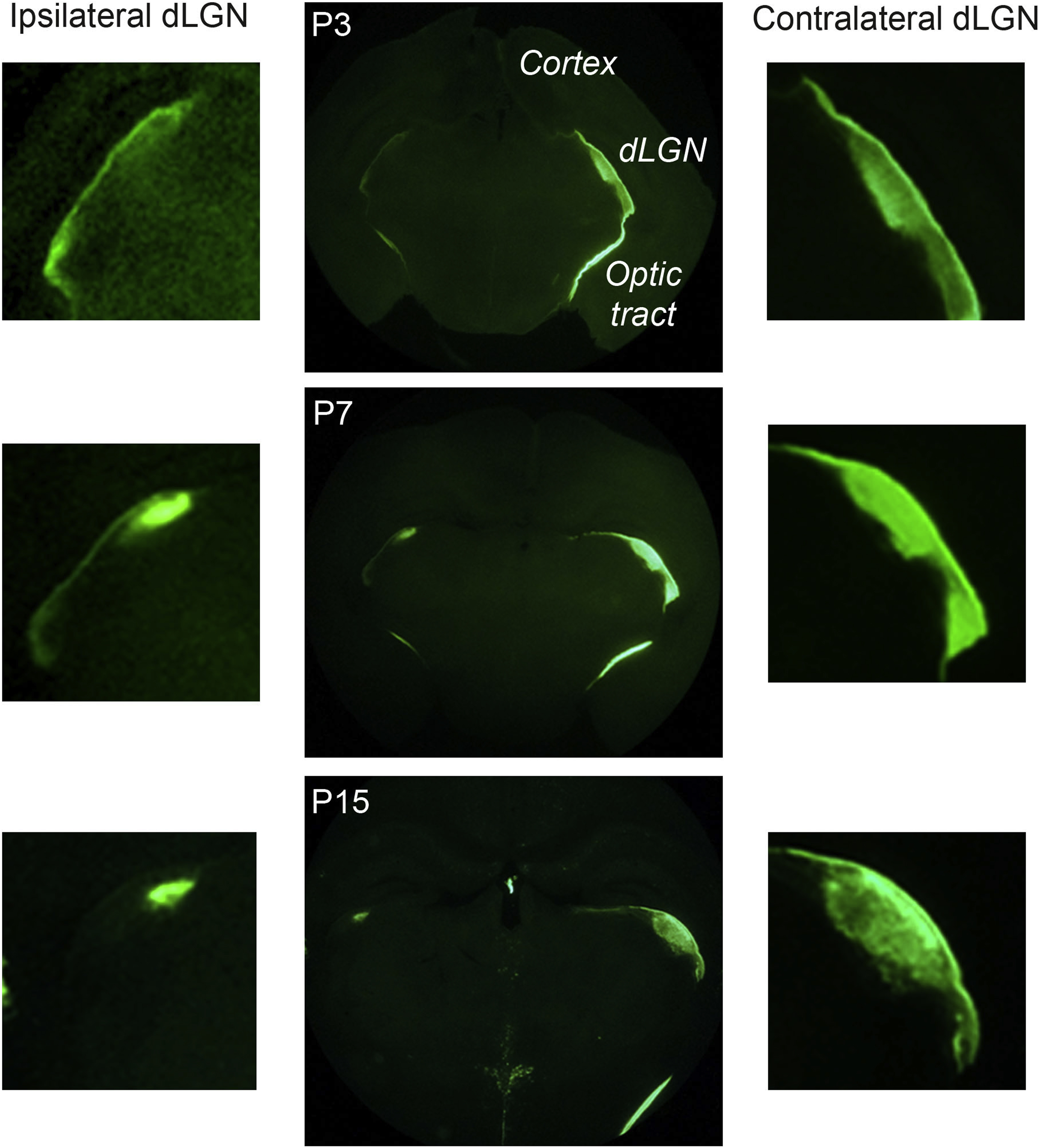 Cell Press: STAR Protocols