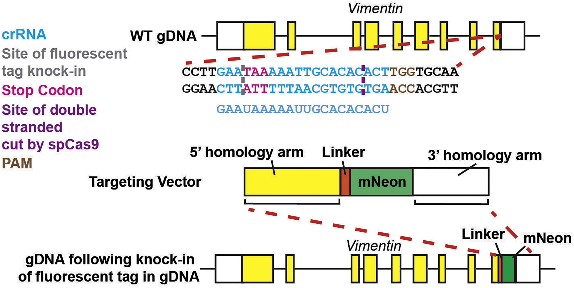Cell Press: STAR Protocols