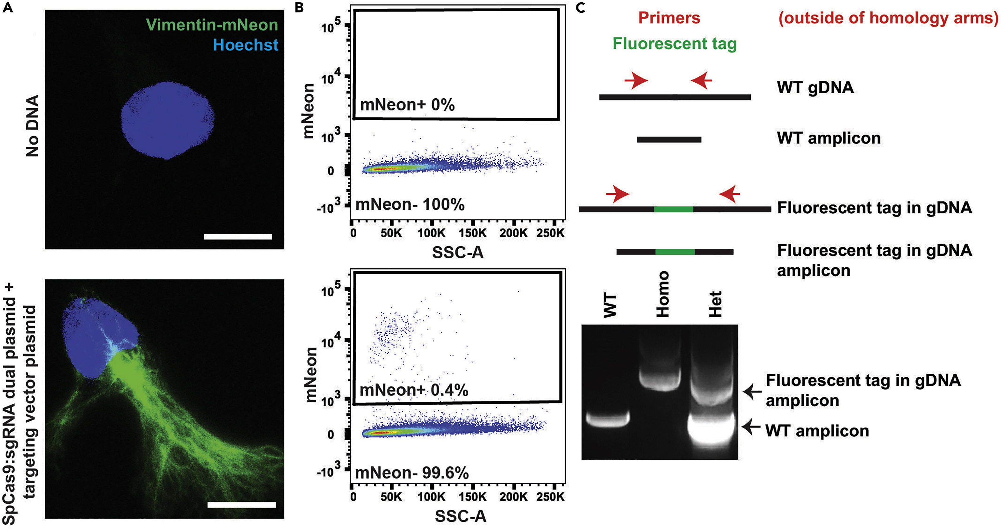 Cell Press: STAR Protocols