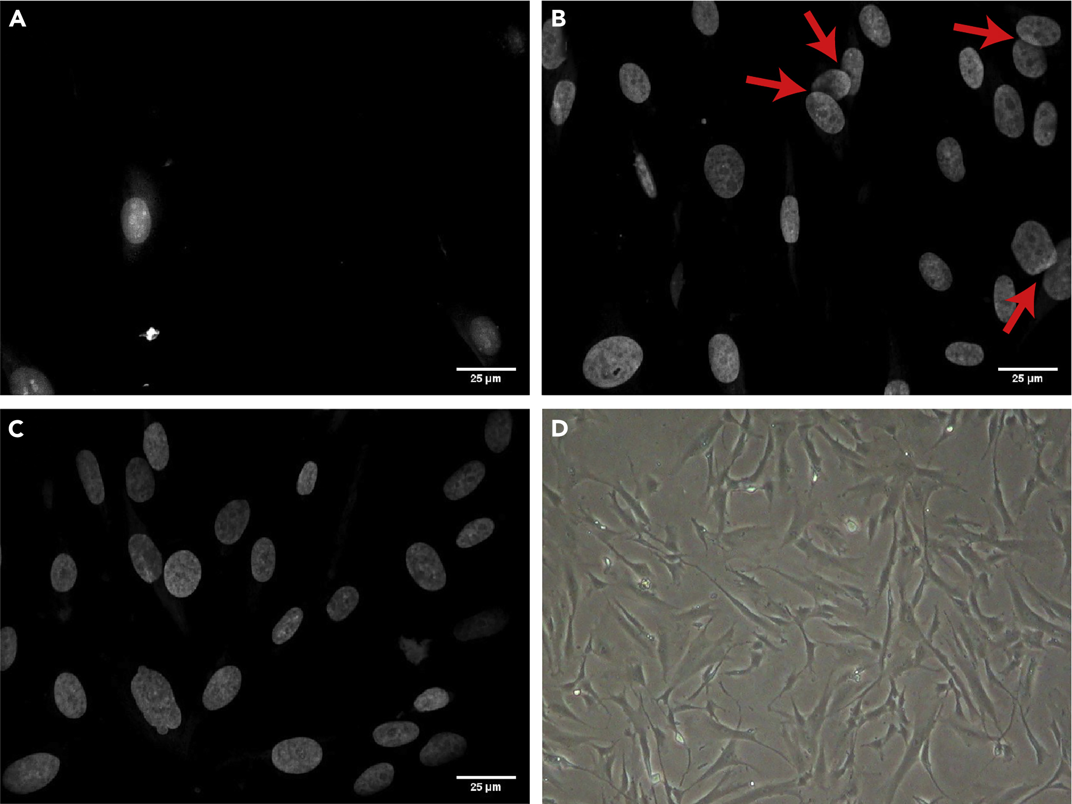 Cell Press: STAR Protocols