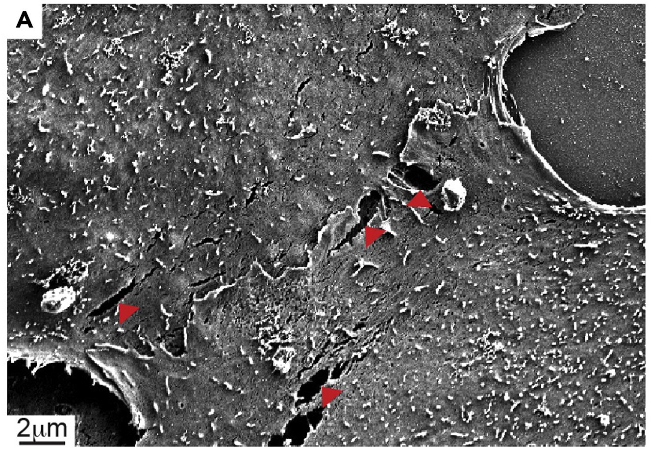 Cell Press: STAR Protocols