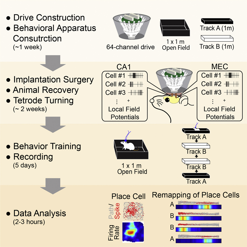 Cell Press: STAR Protocols
