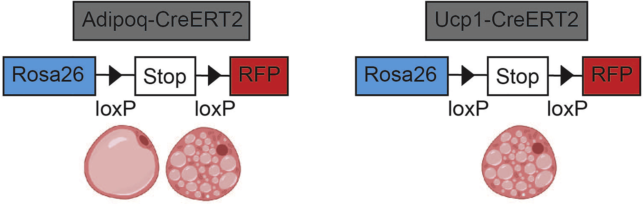 Cell Press: STAR Protocols