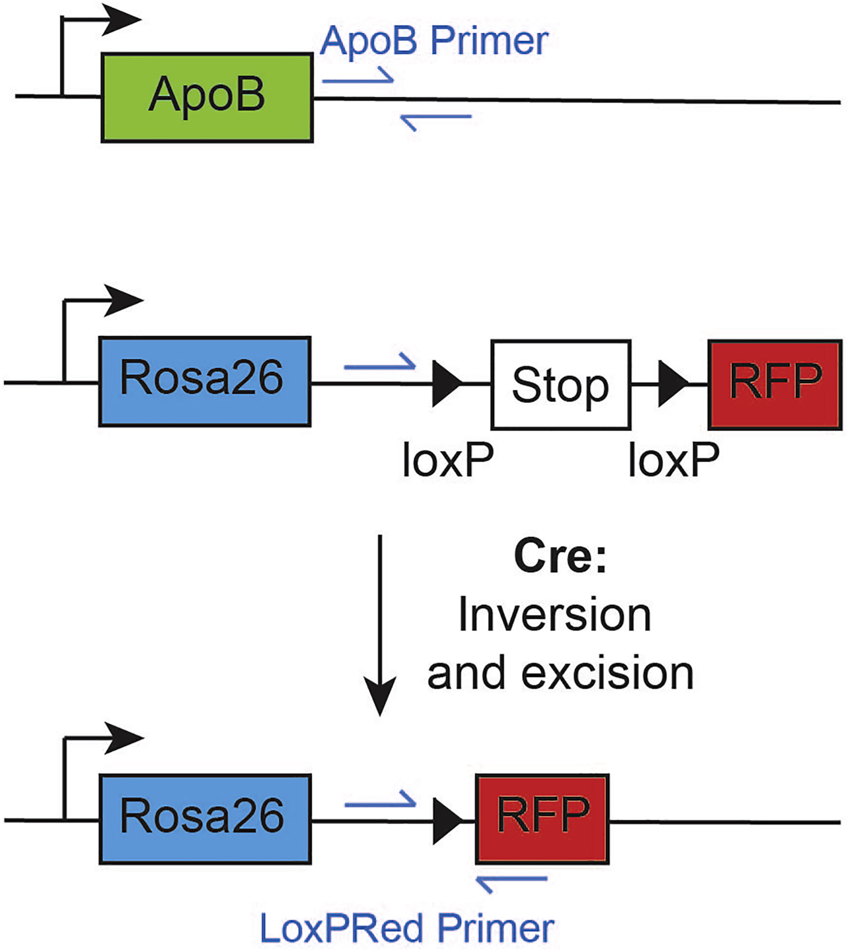 Cell Press: STAR Protocols