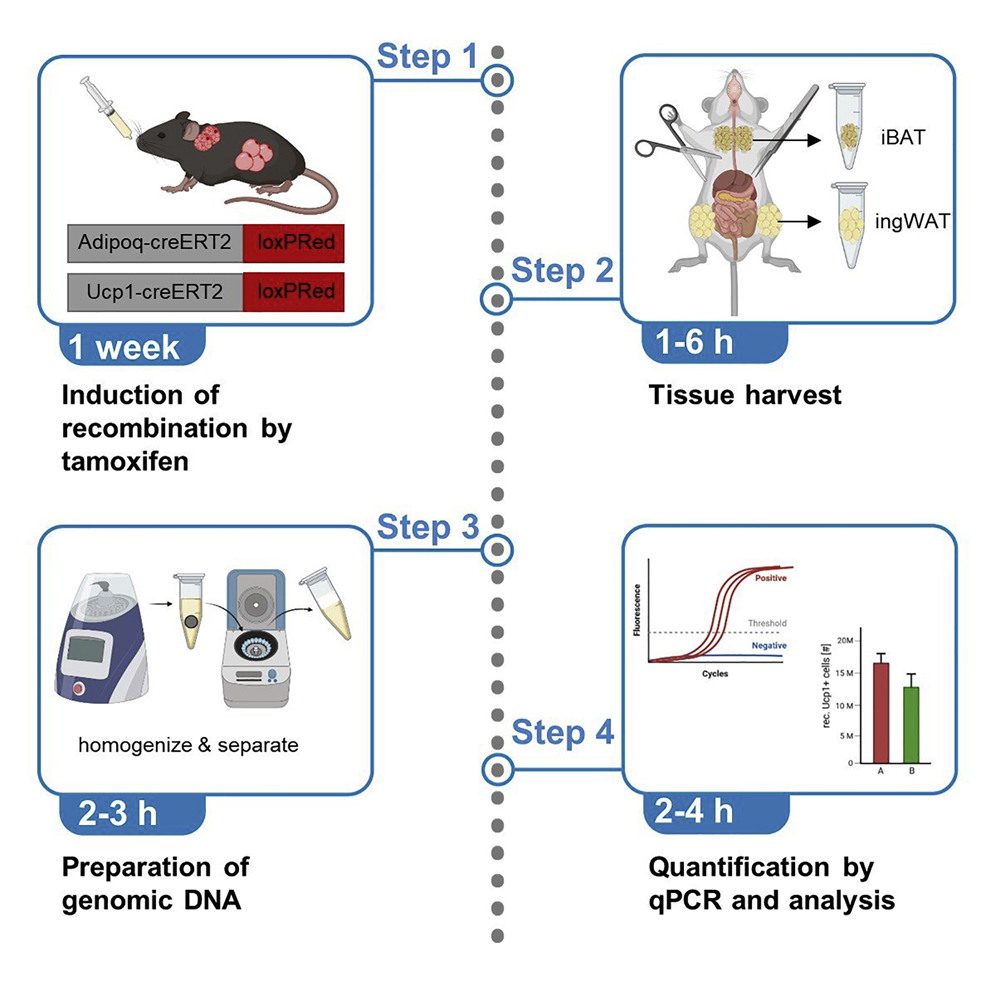 Cell Press: STAR Protocols