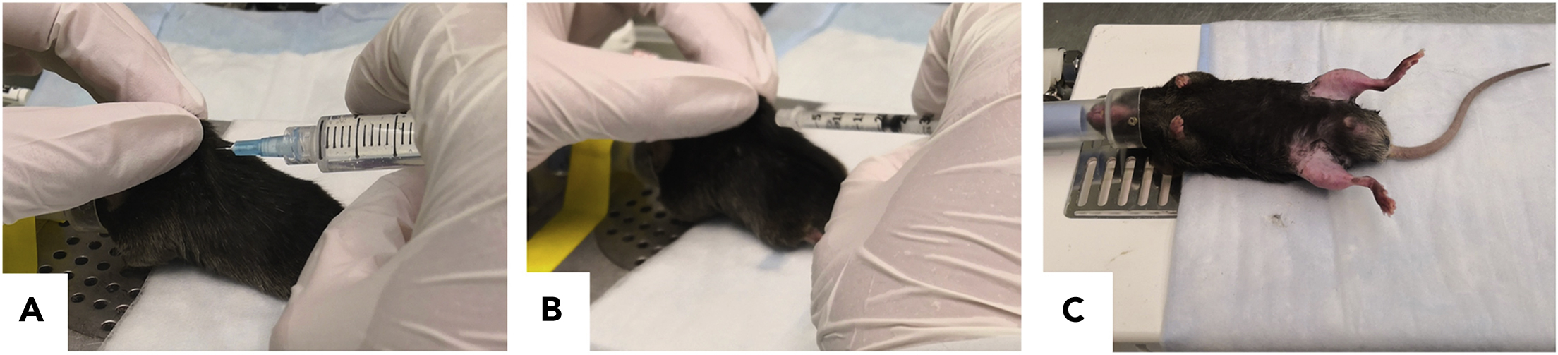 Cell Press: STAR Protocols