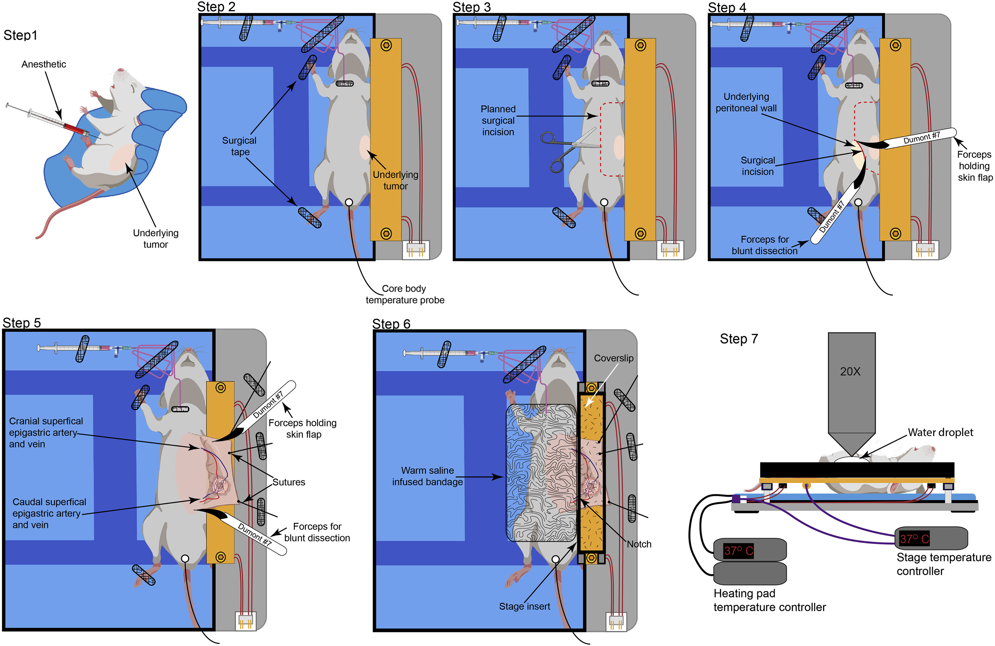 Cell Press: STAR Protocols