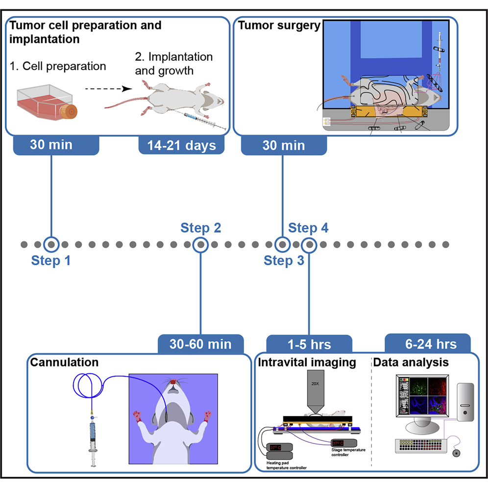 Cell Press: STAR Protocols