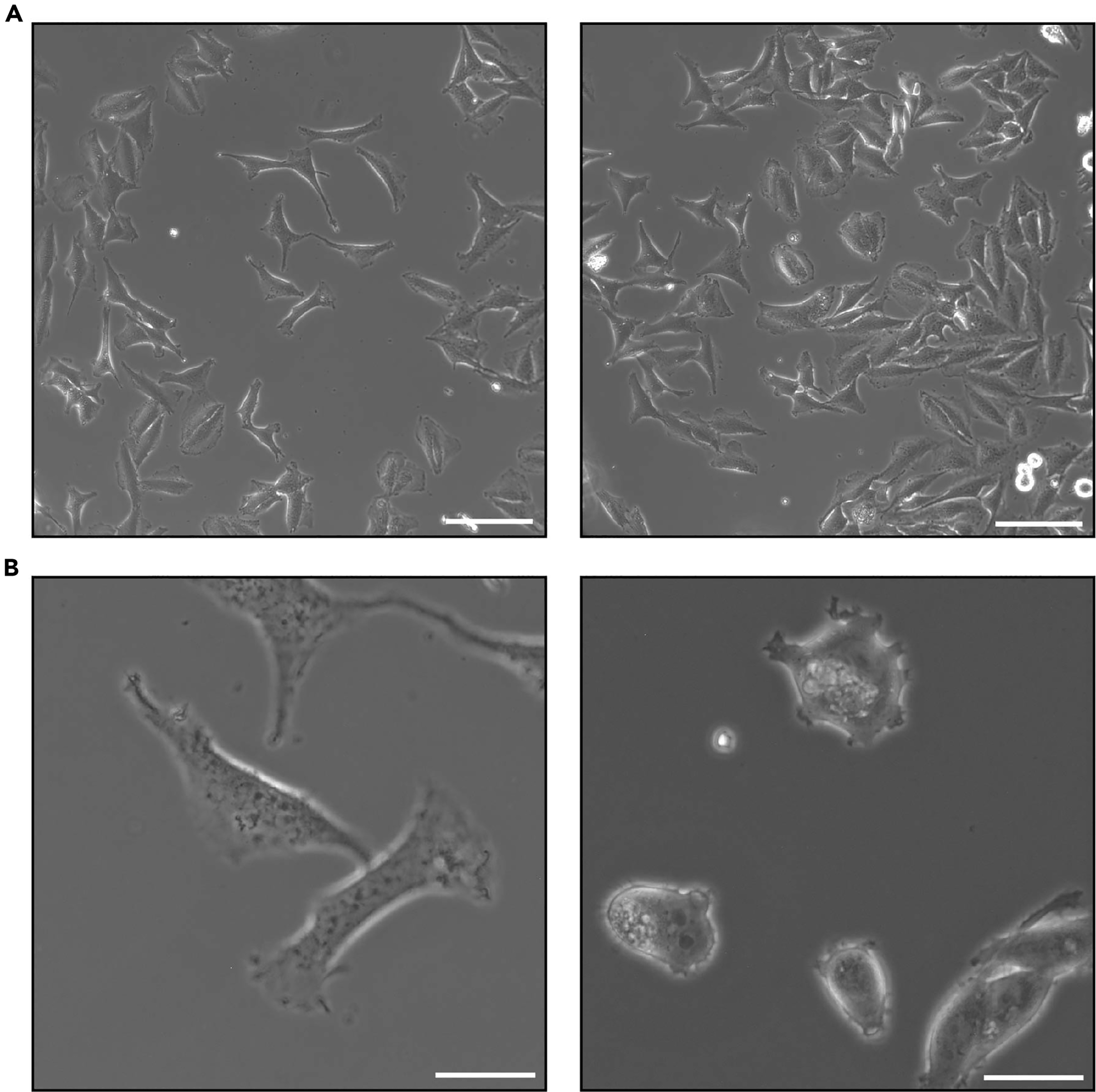 Cell Press: STAR Protocols