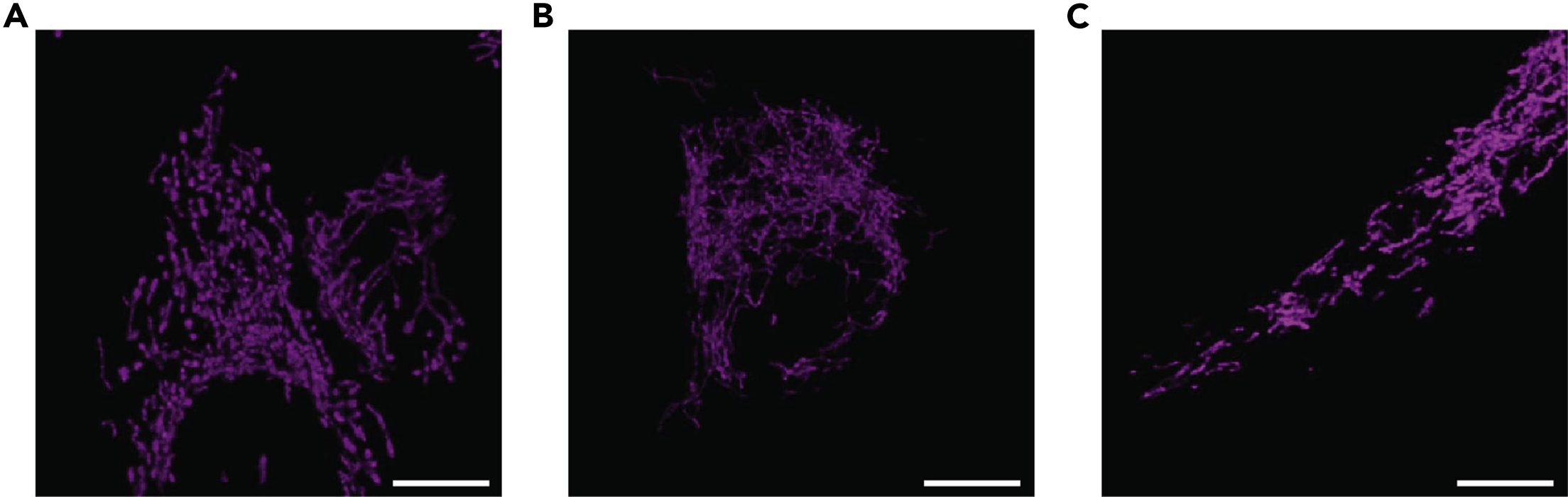 Cell Press: STAR Protocols