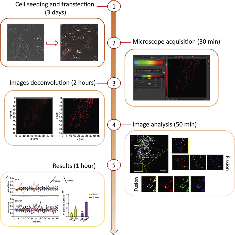 Cell Press: STAR Protocols