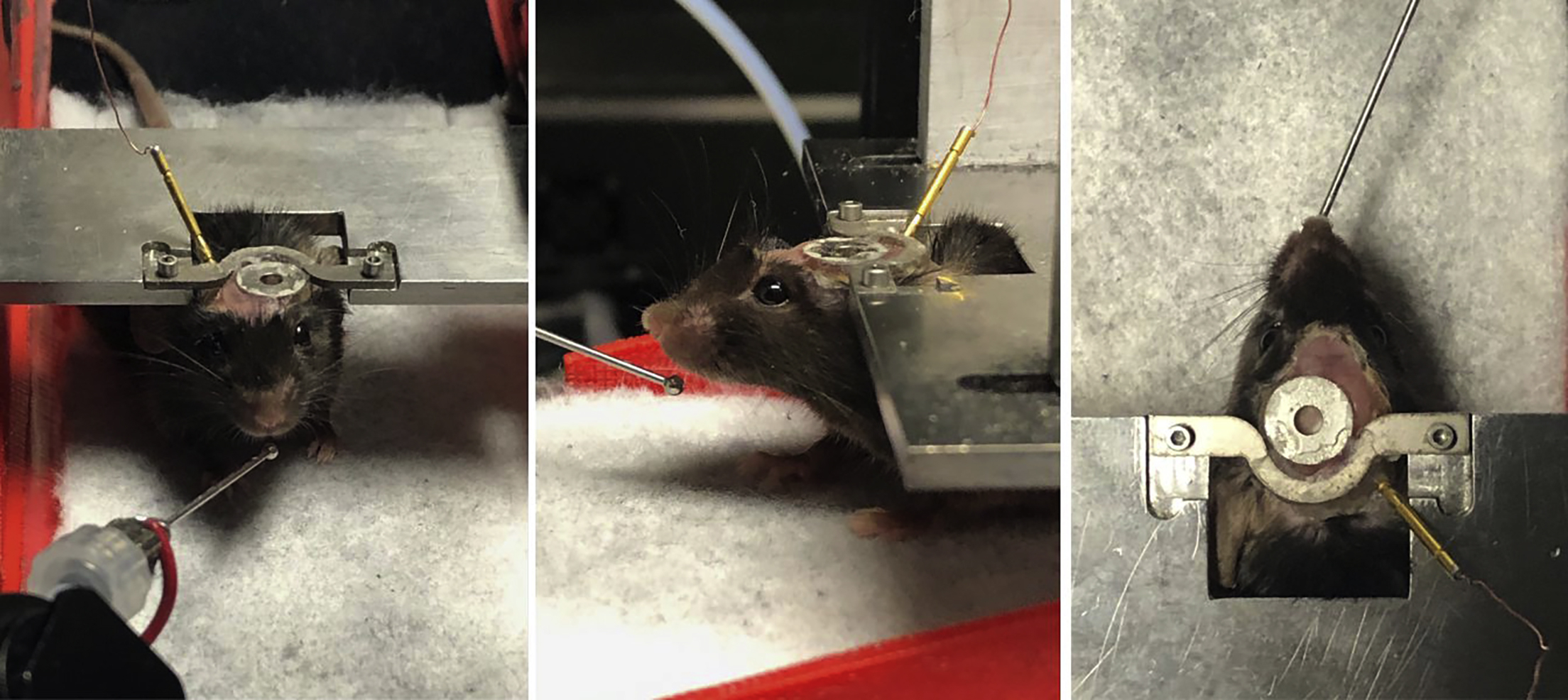 Cell Press: STAR Protocols