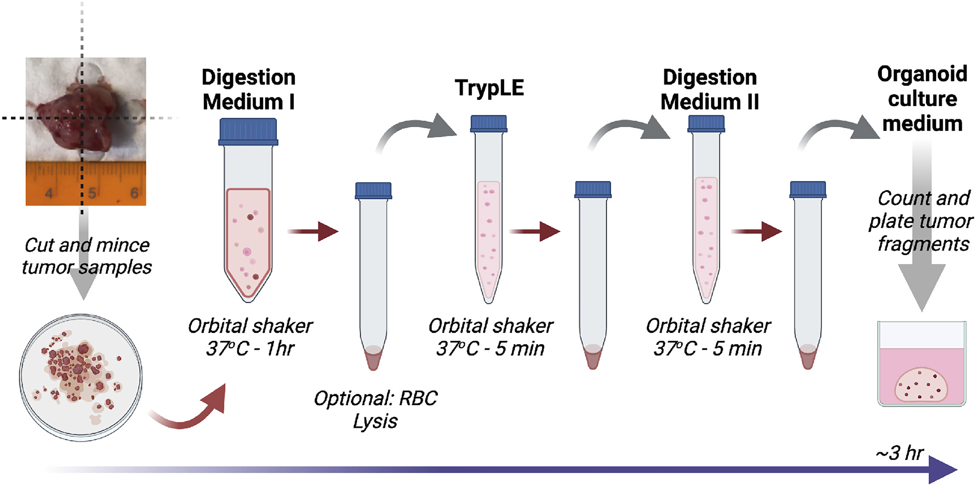 Cell Press: STAR Protocols