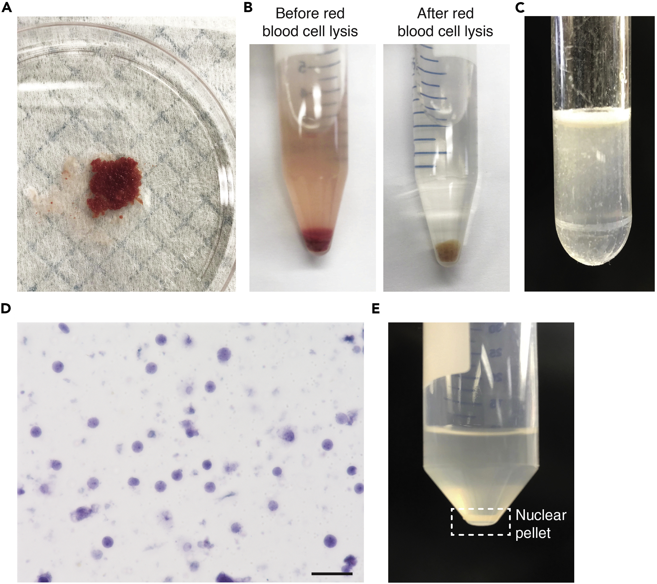 Cell Press: STAR Protocols