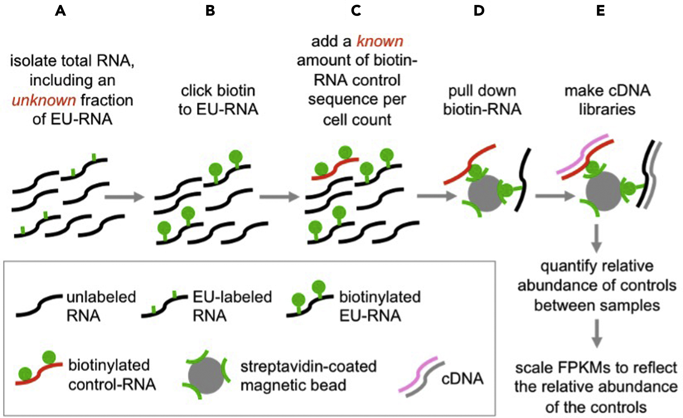 Cell Press: STAR Protocols