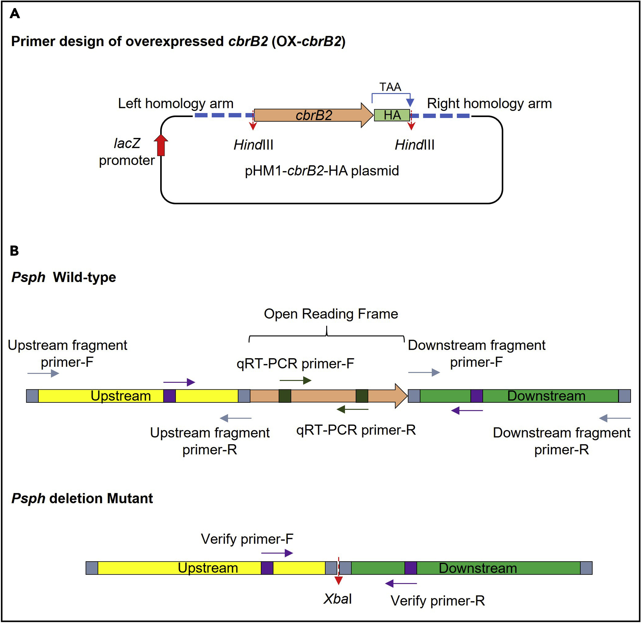 Cell Press: STAR Protocols