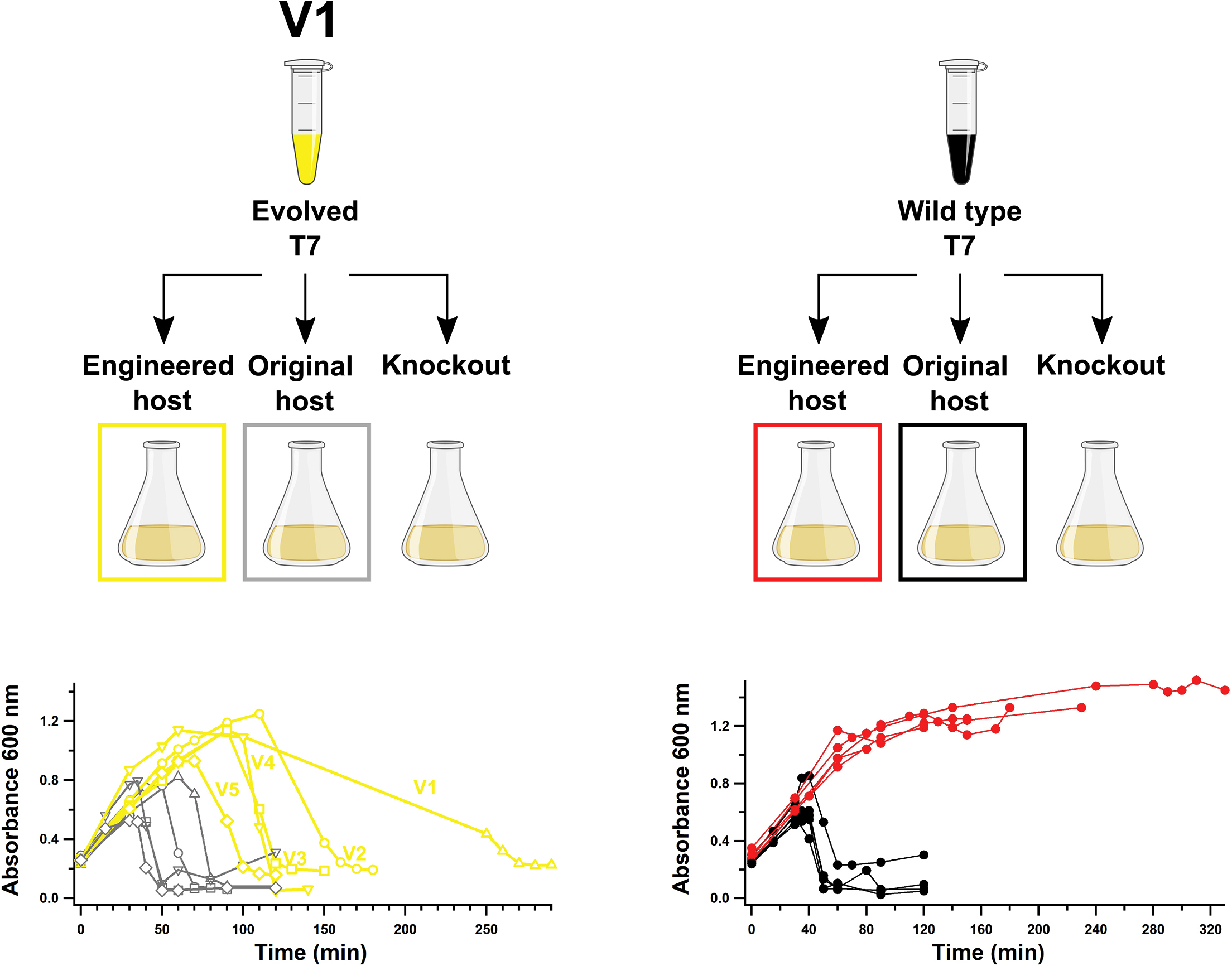 Cell Press: STAR Protocols