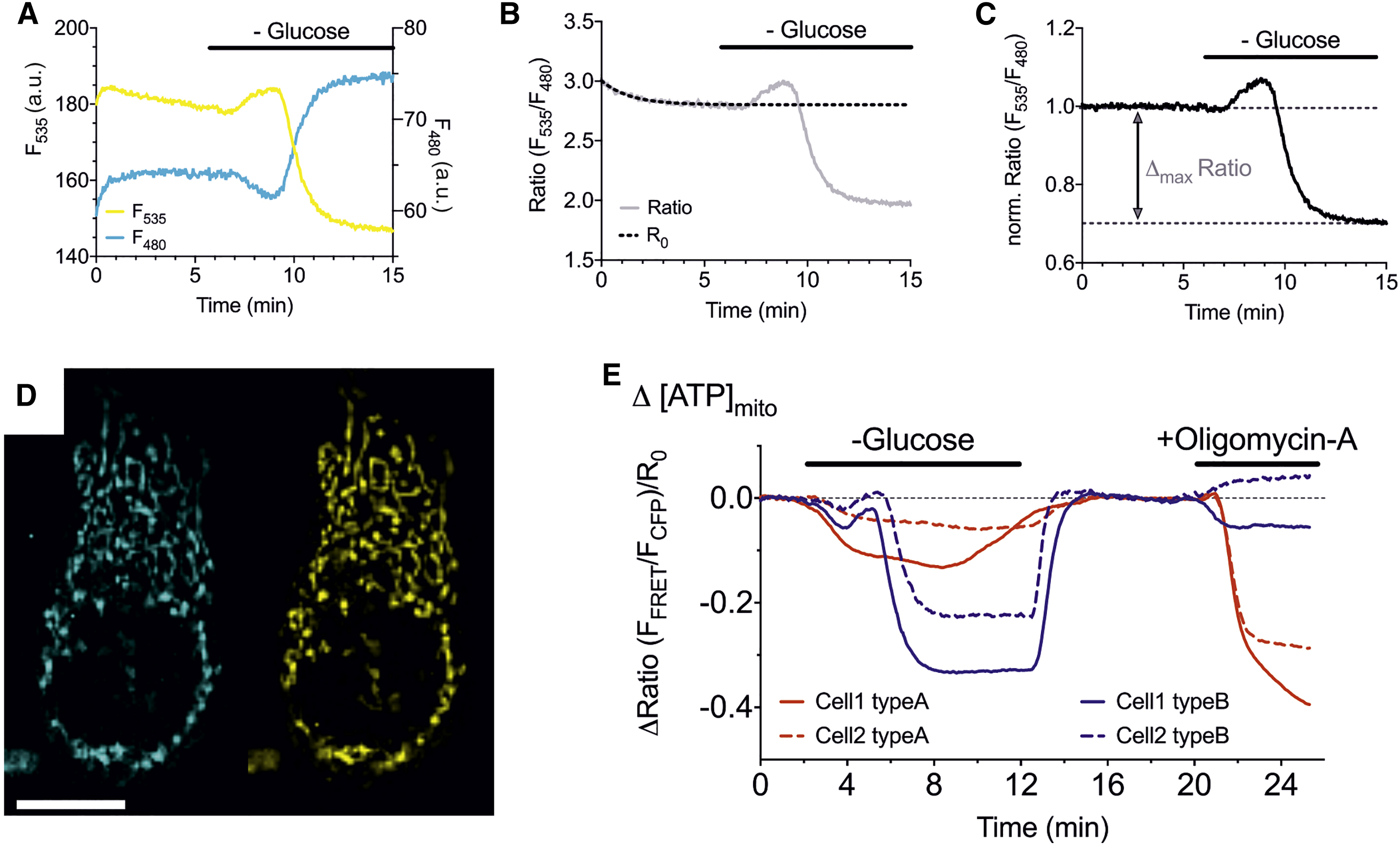 Cell Press: STAR Protocols