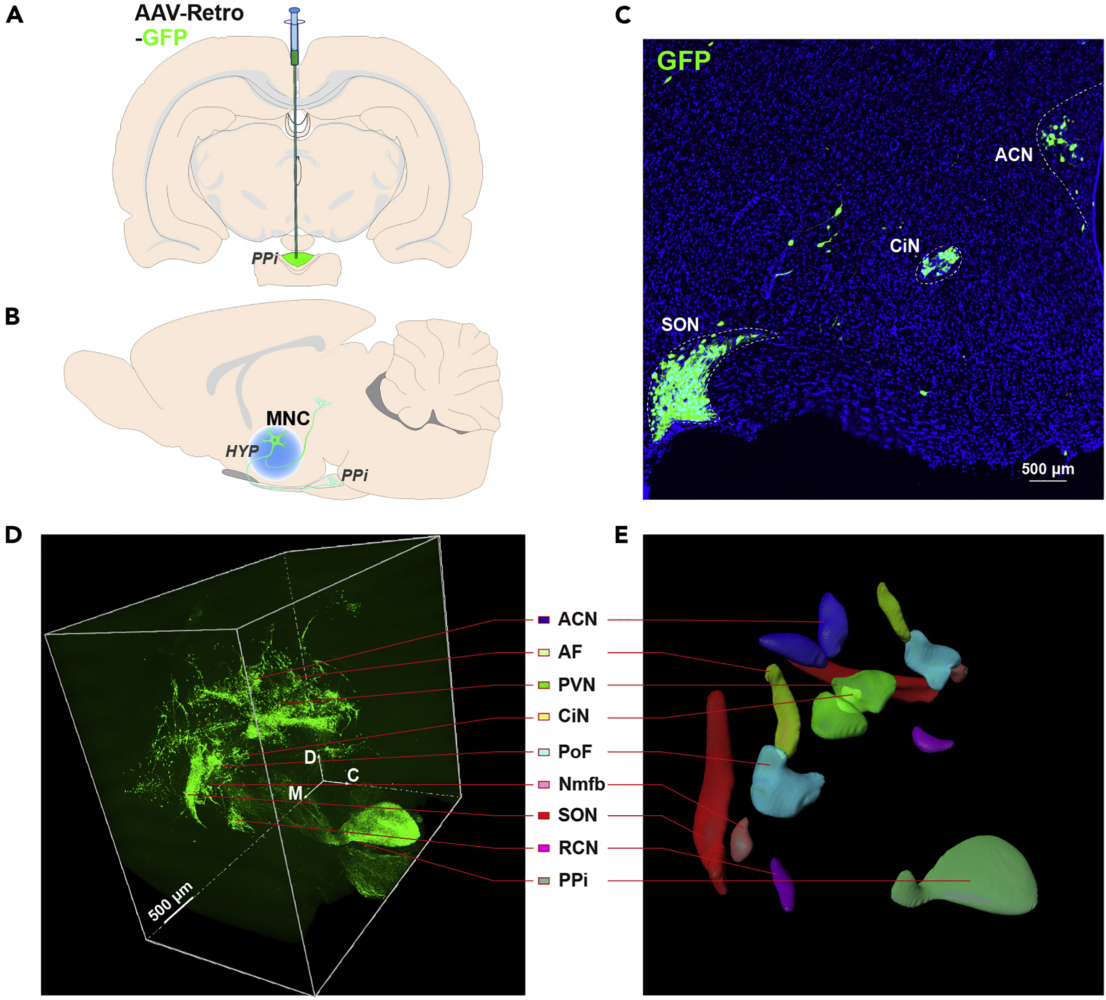 Cell Press: STAR Protocols