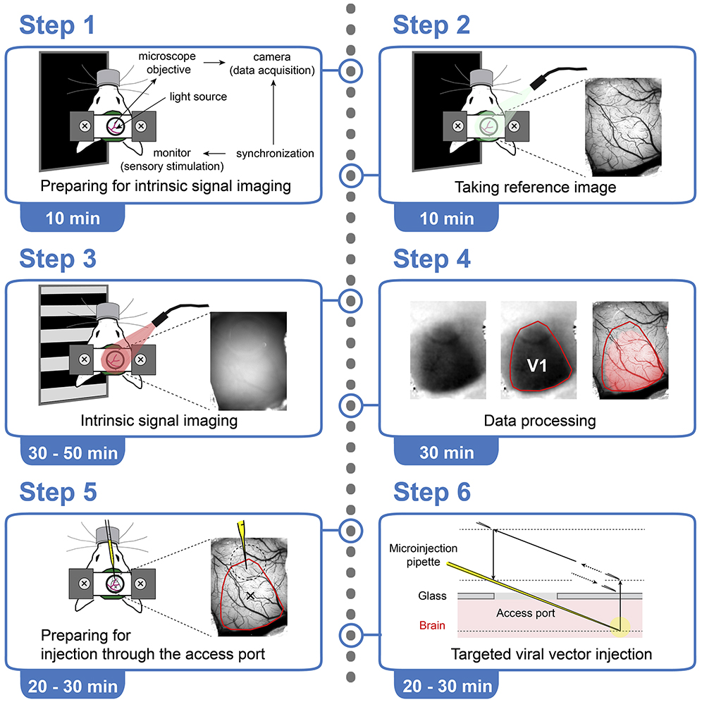 Cell Press: STAR Protocols