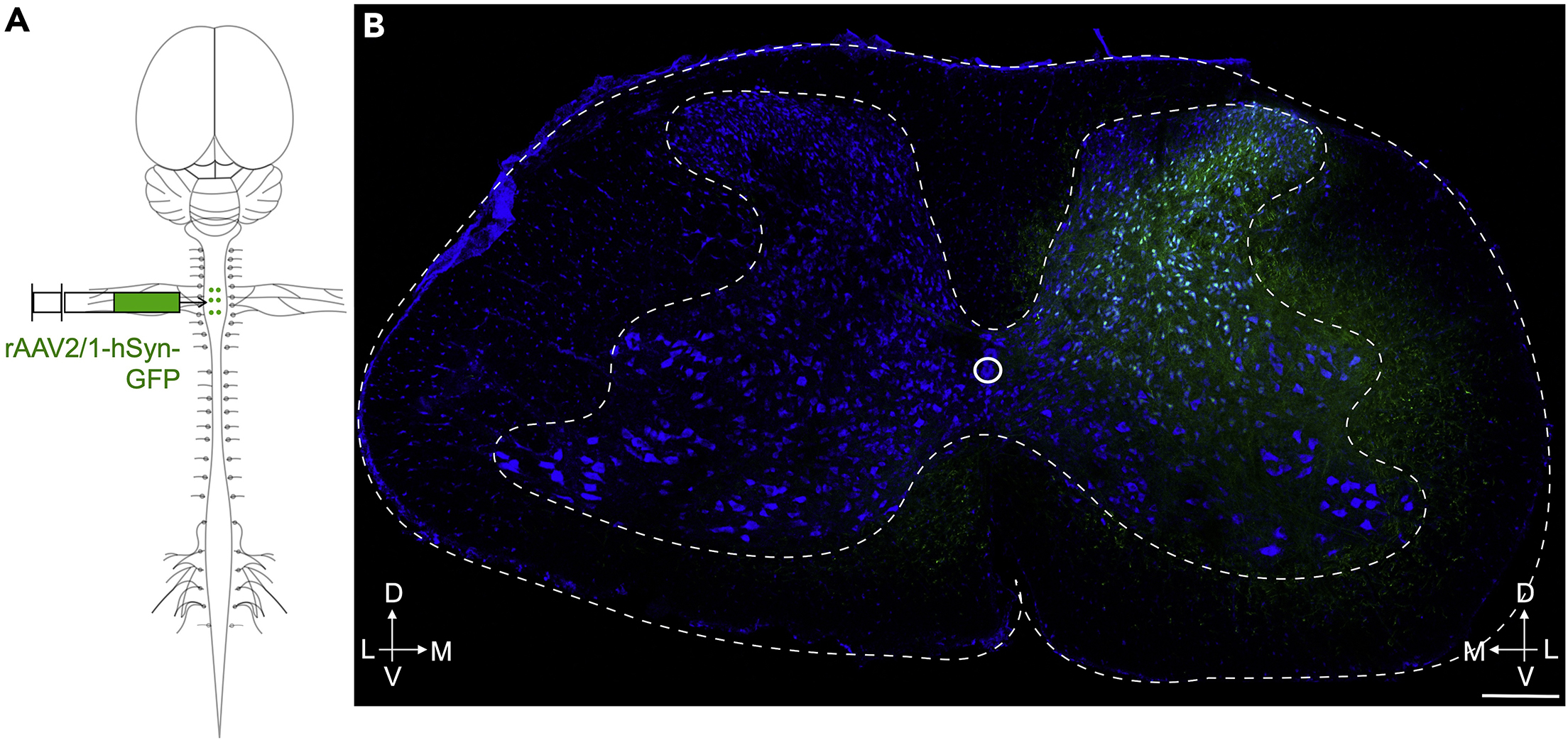 Cell Press: STAR Protocols
