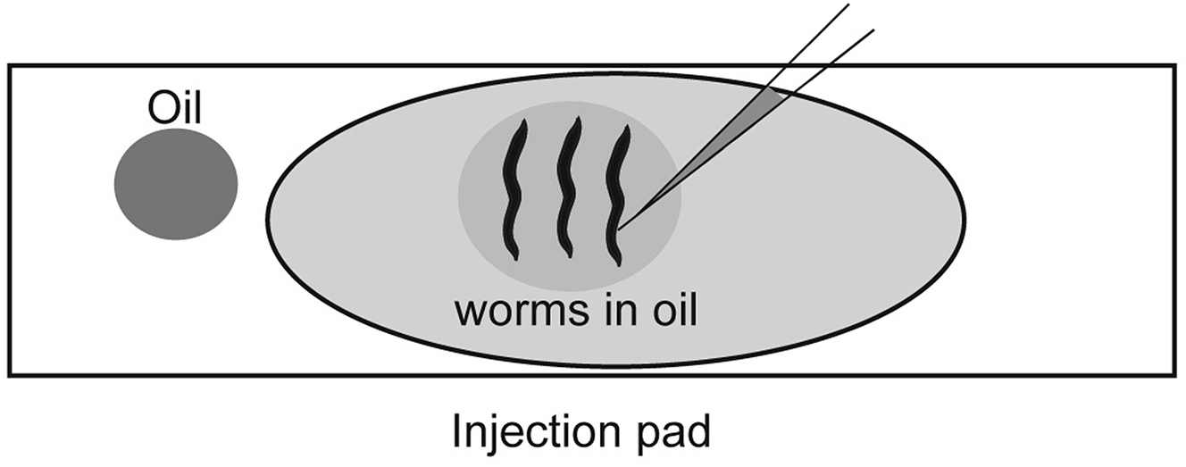 Cell Press: STAR Protocols