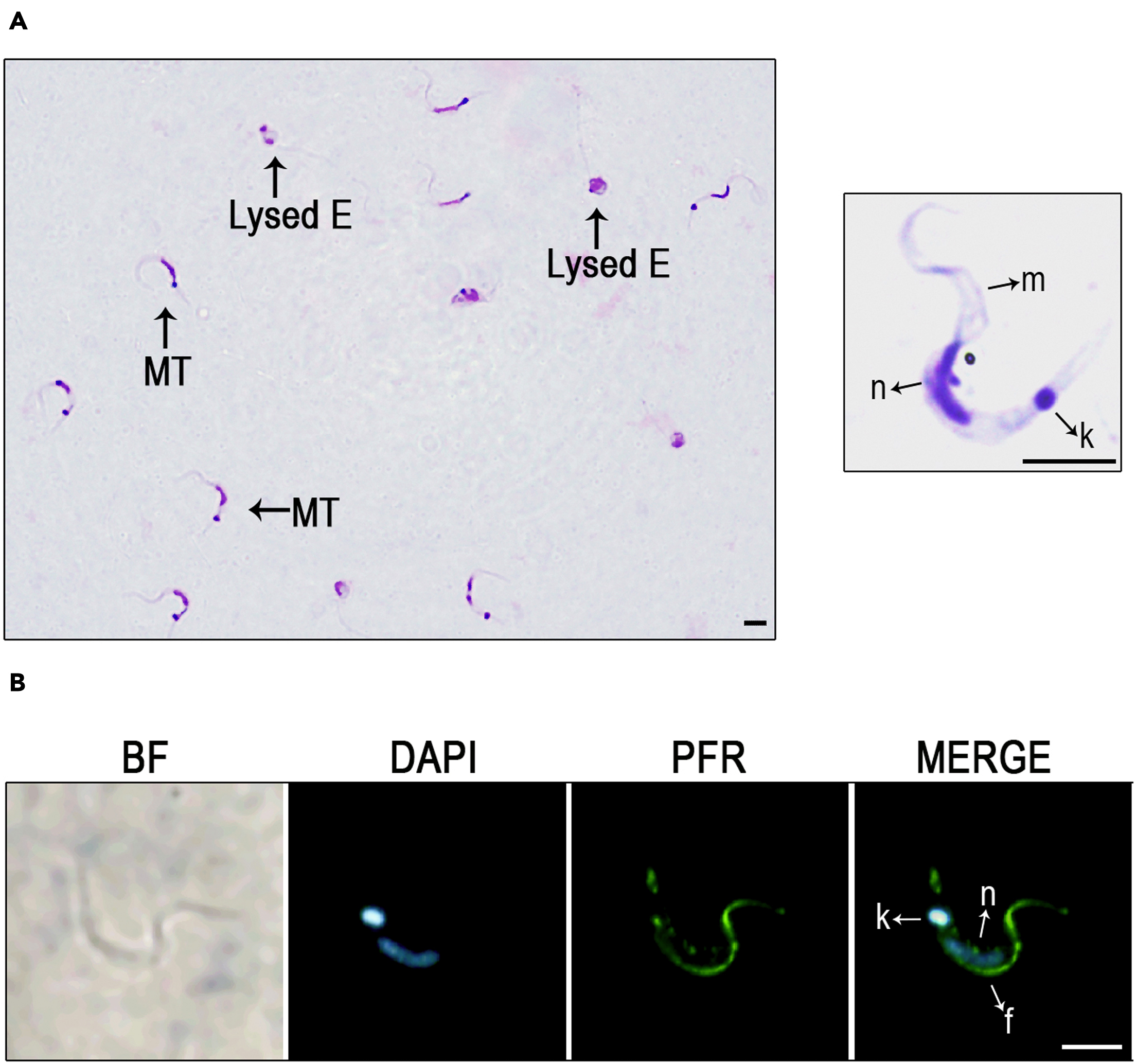 Cell Press: STAR Protocols
