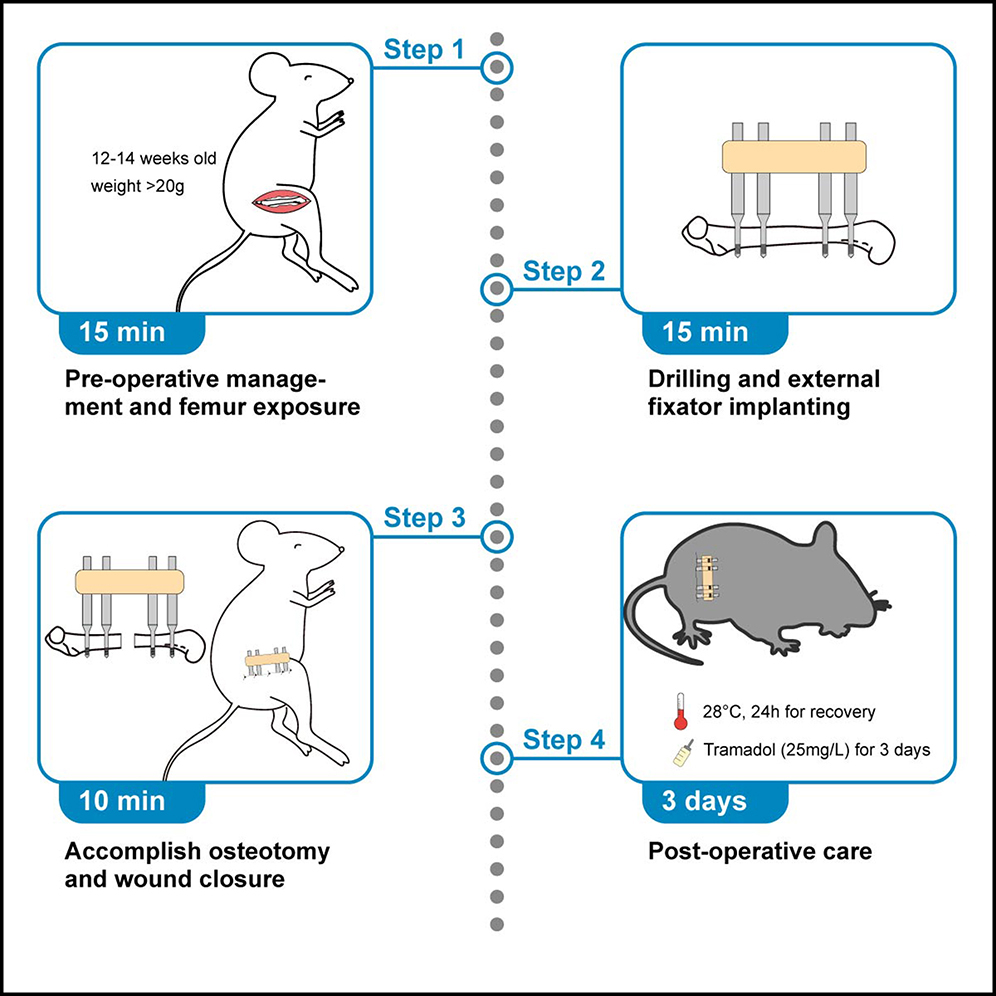 Cell Press: STAR Protocols