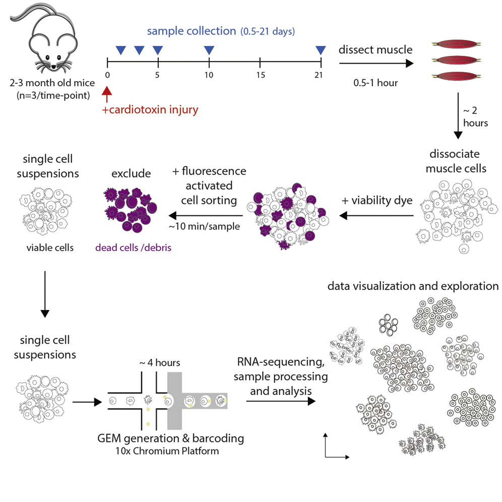 Cell Press: STAR Protocols