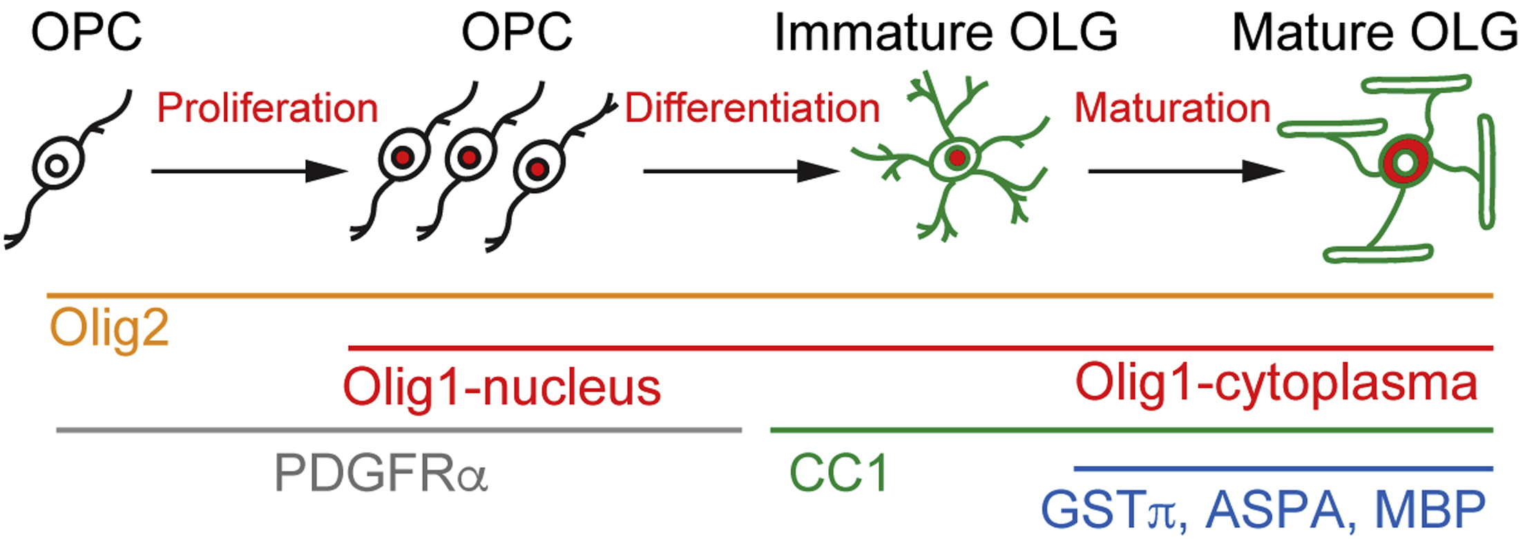 Cell Press: STAR Protocols