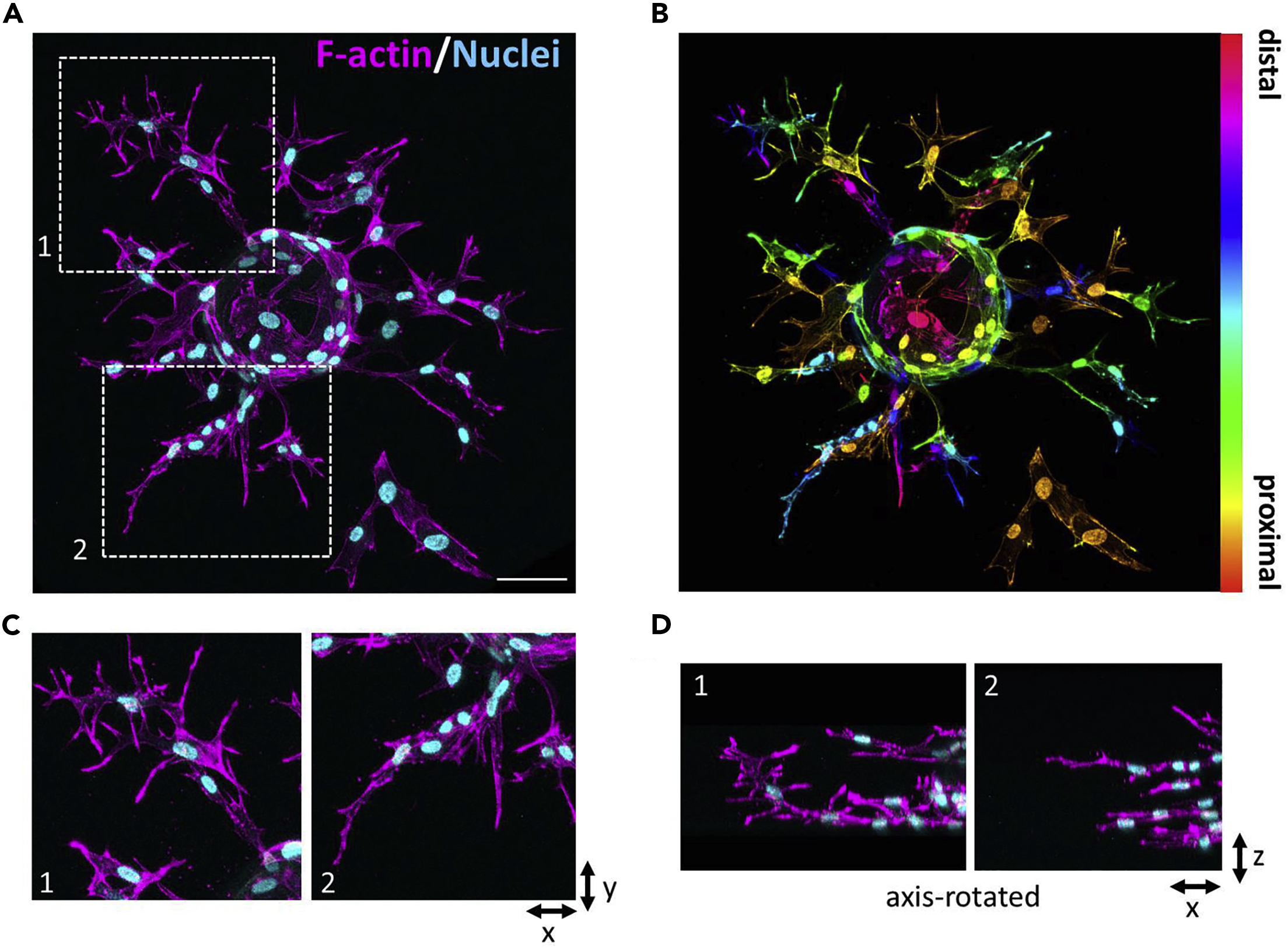 Cell Press: STAR Protocols