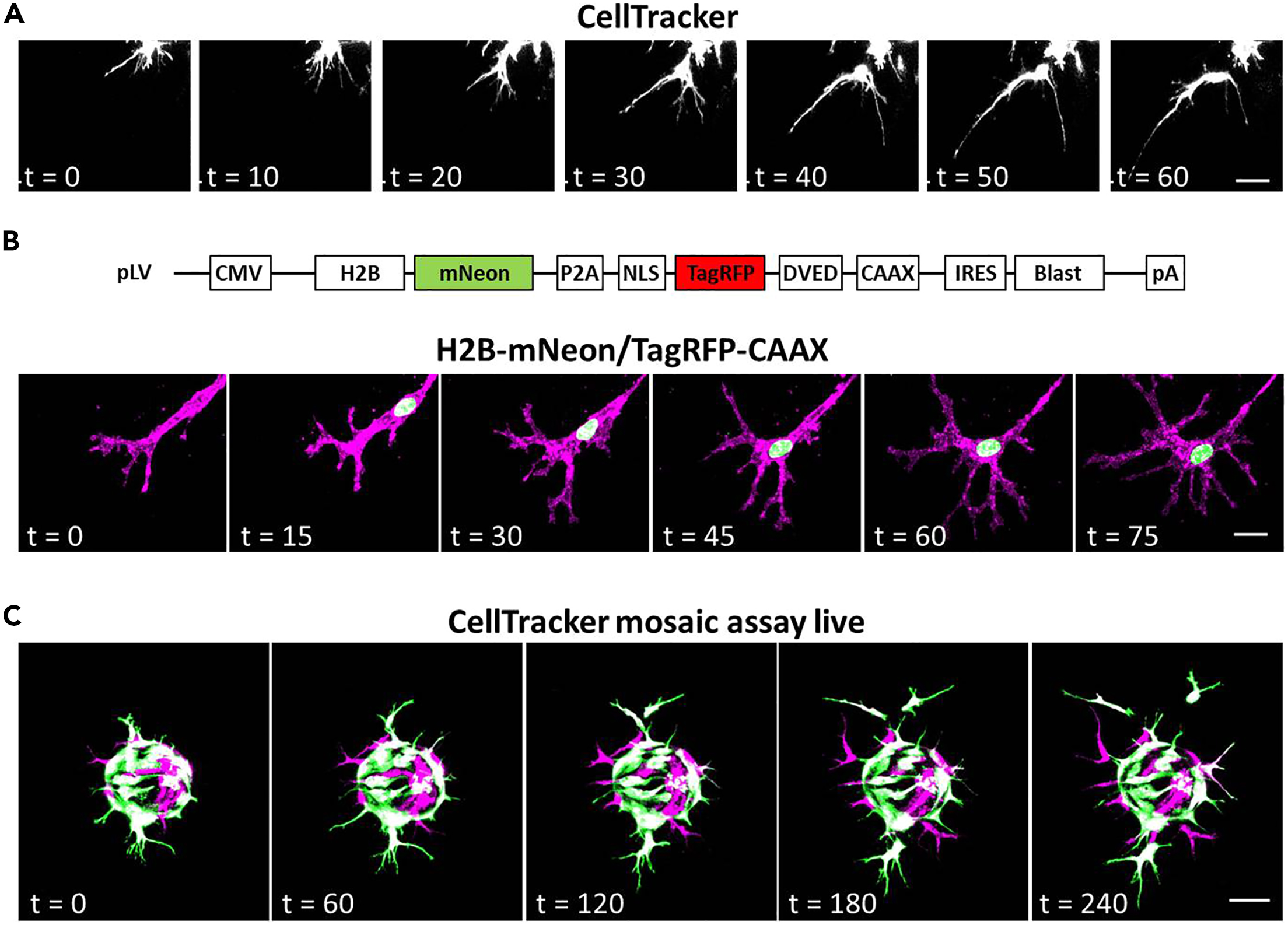 Cell Press: STAR Protocols