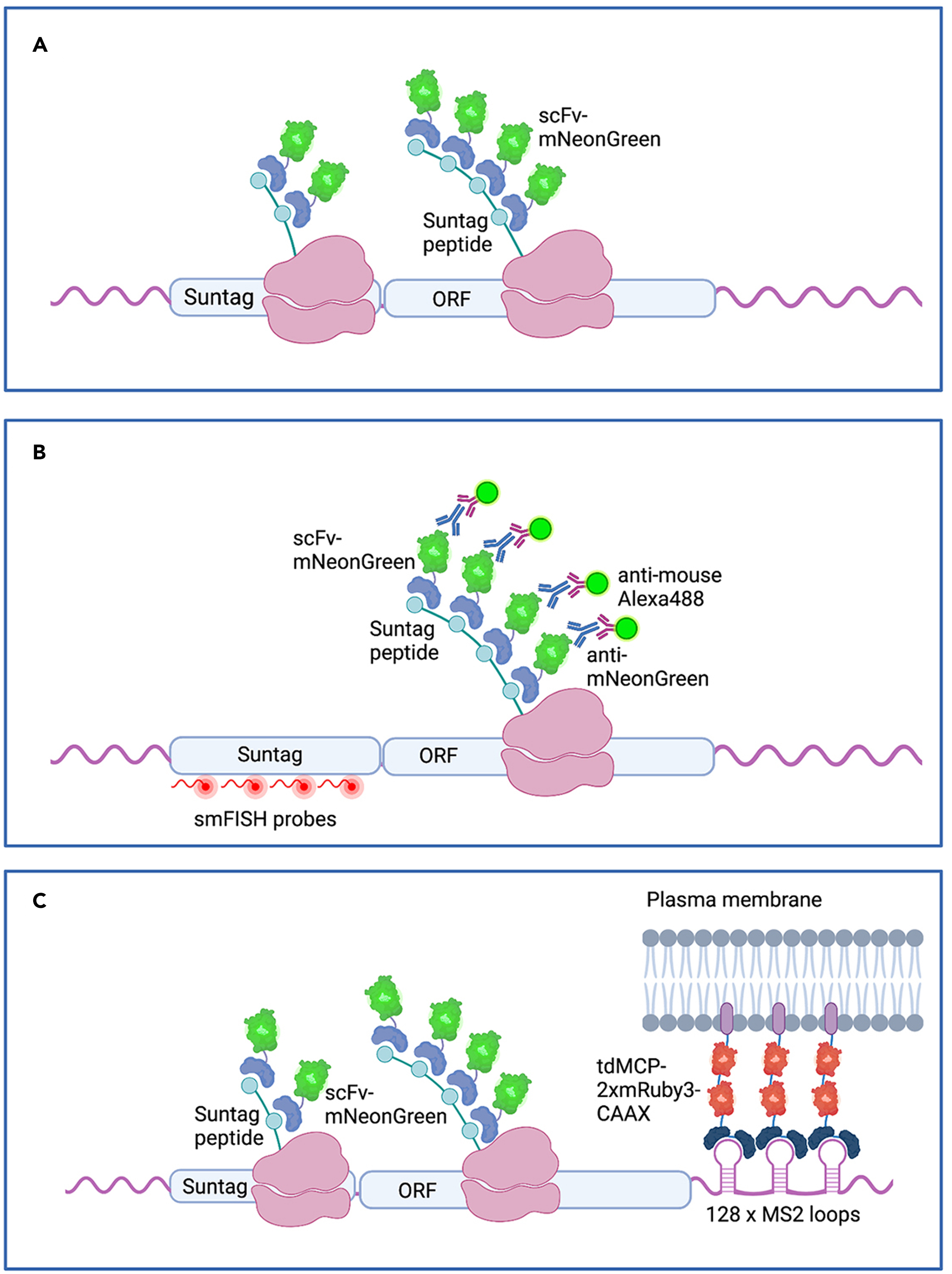 Cell Press: STAR Protocols