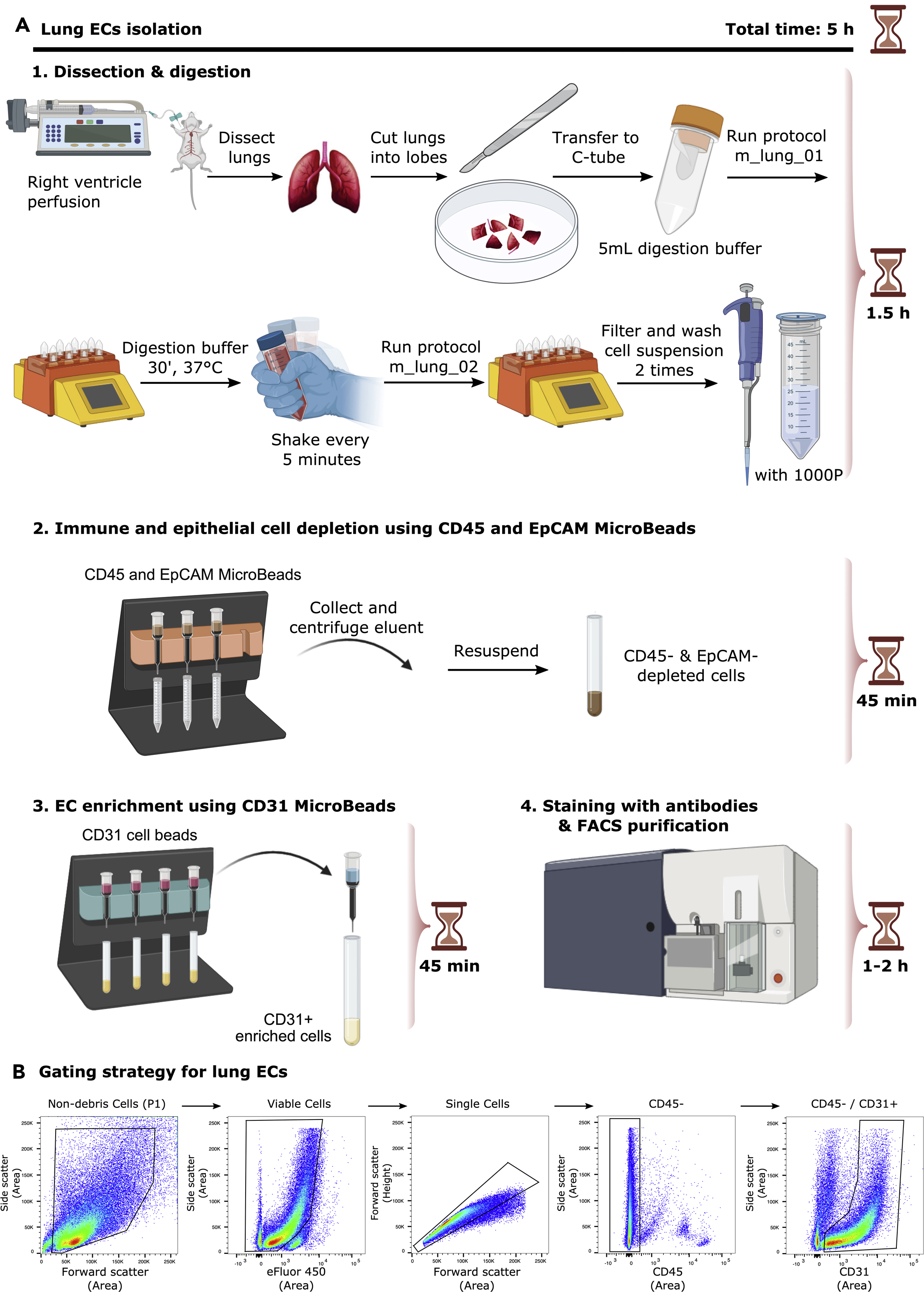 Cell Press: STAR Protocols